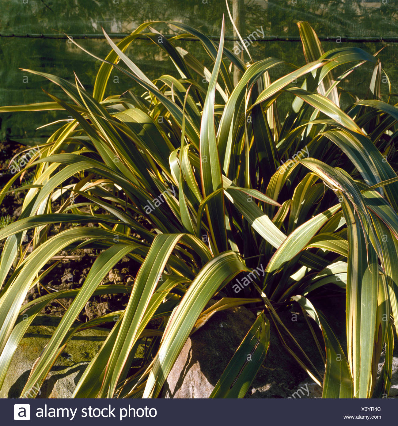 Phormium Cookianum High Resolution Stock Photography and Images - Alamy