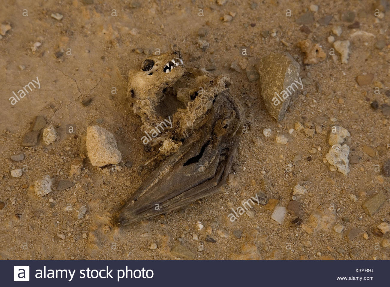 Dried Skull High Resolution Stock Photography and Images - Alamy