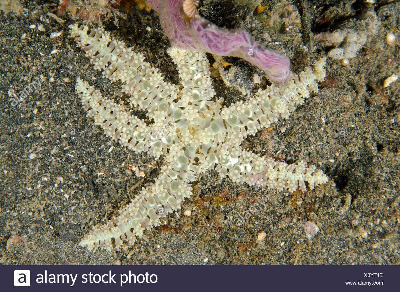 Lemang High Resolution Stock Photography and Images - Alamy