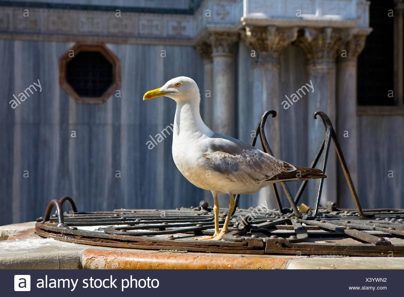 Big Seagull High Resolution Stock Photography and Images - Alamy