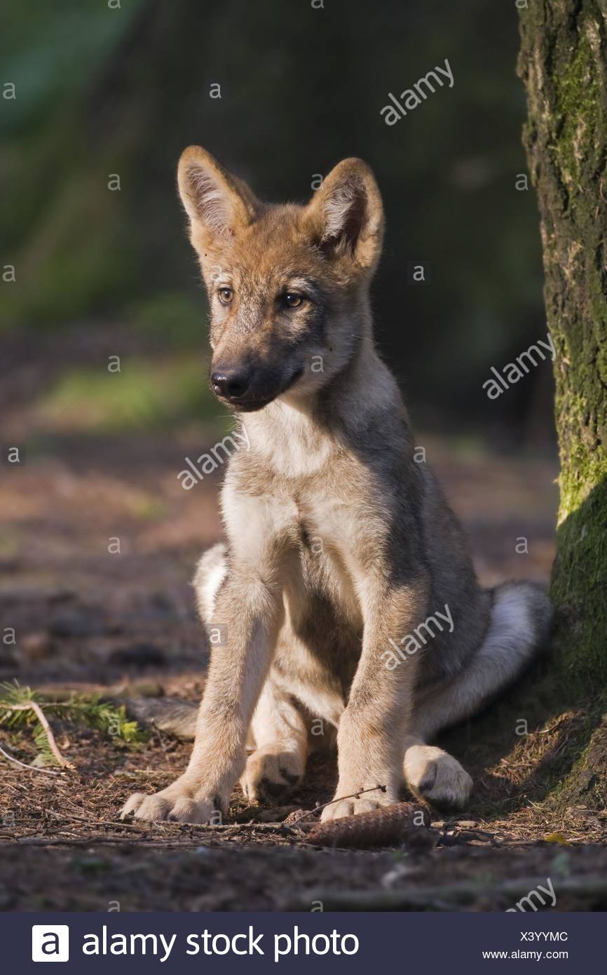 Wolf Sitting Stock Photos & Wolf Sitting Stock Images - Alamy