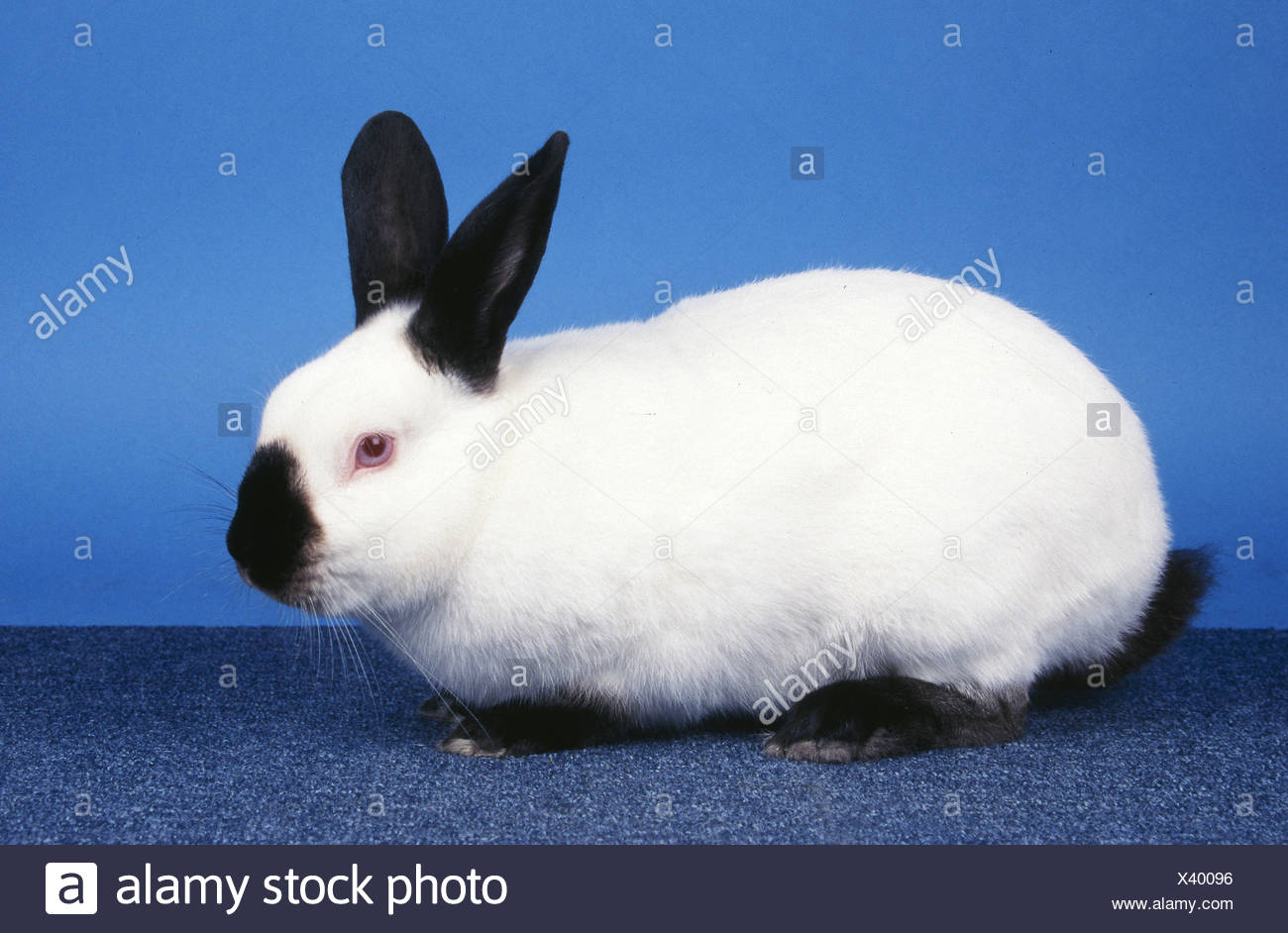 Himalayan Rabbit High Resolution Stock Photography and Images - Alamy