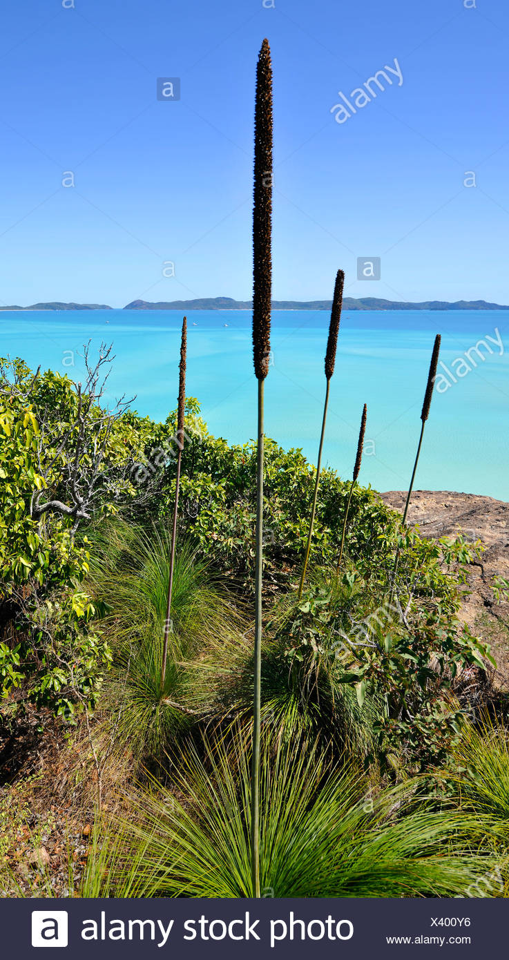 Xanthorrhoea Stock Photos & Xanthorrhoea Stock Images - Alamy