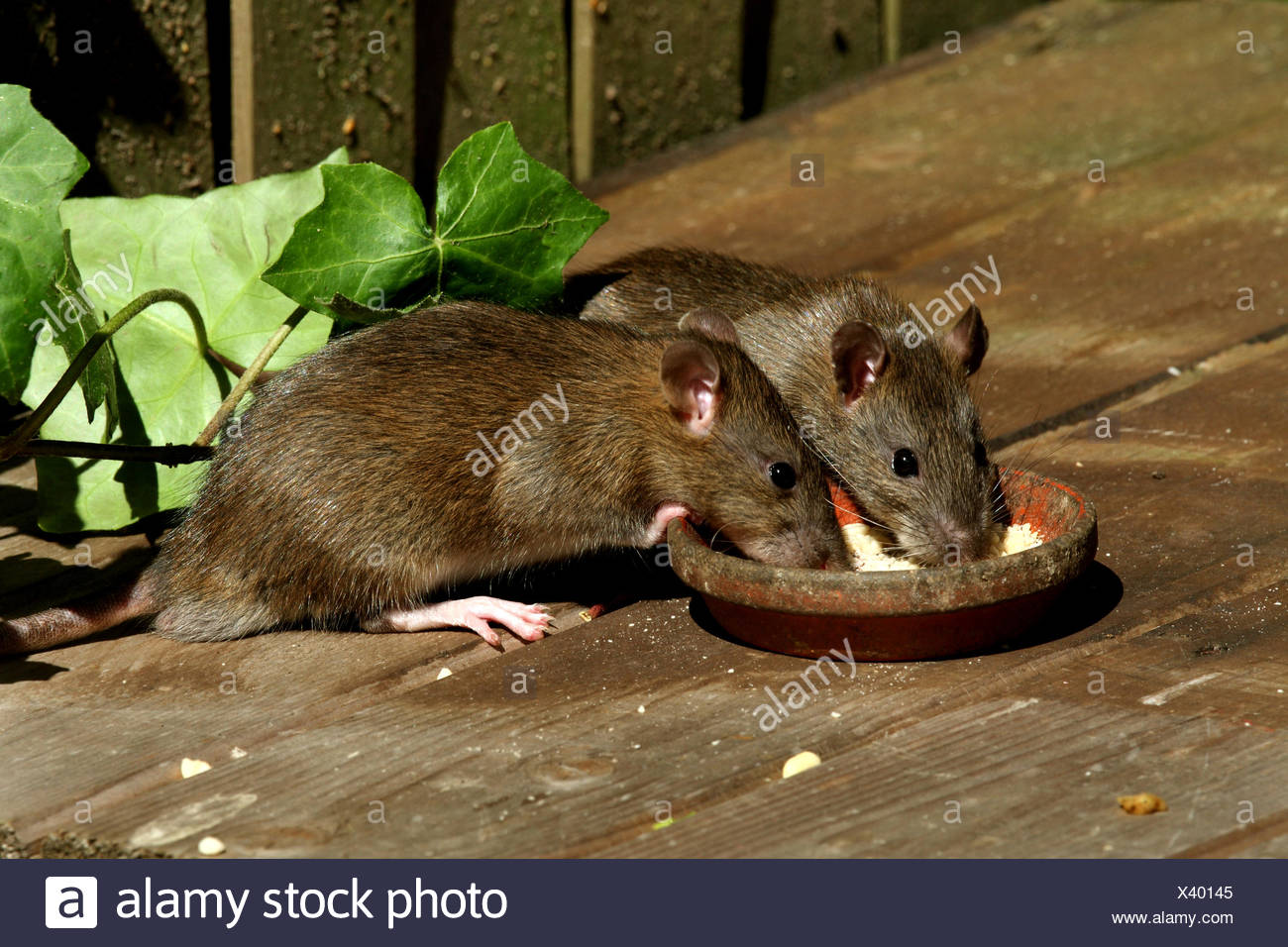 Juvenile Rat High Resolution Stock Photography and Images - Alamy