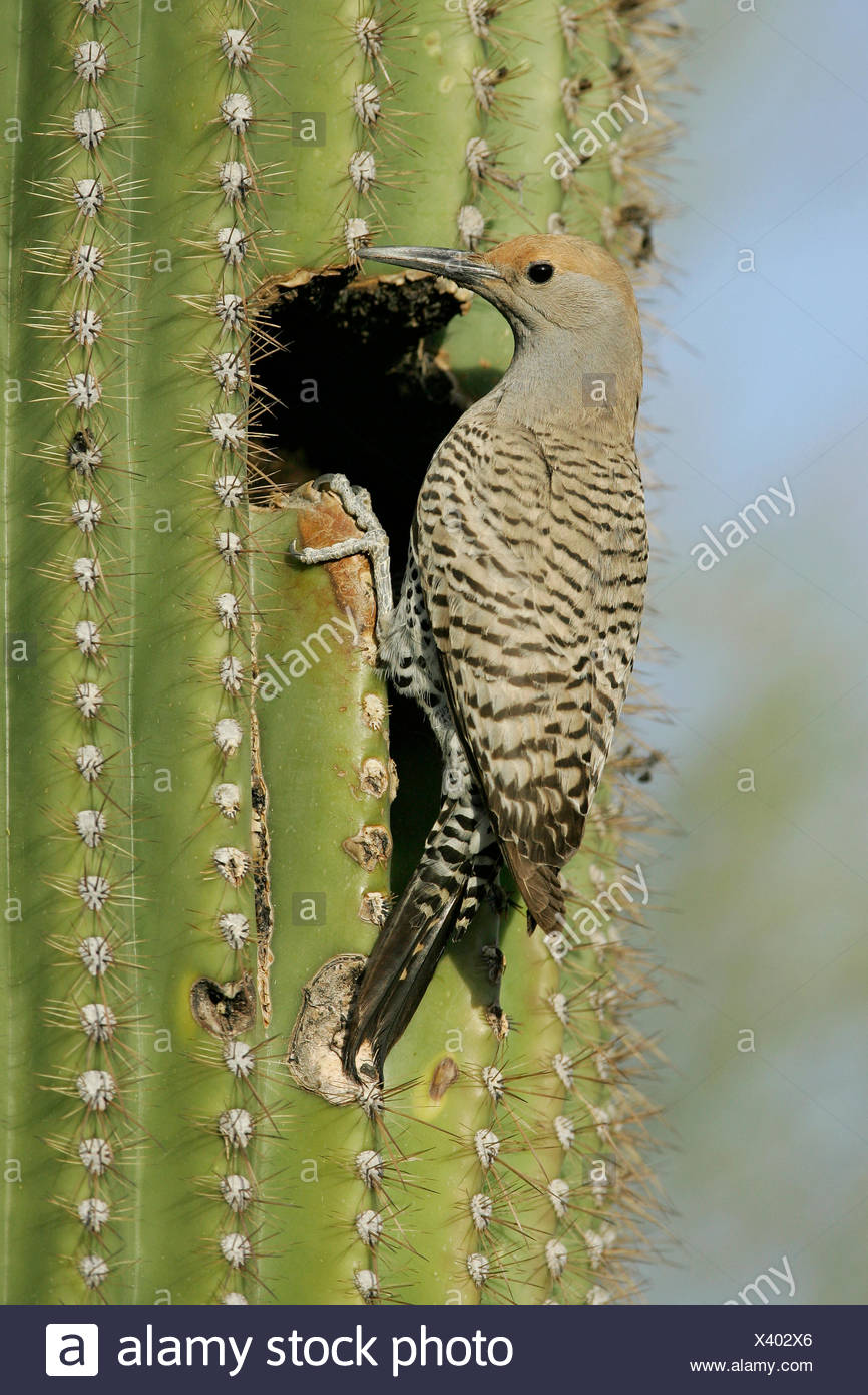 Female Gilded Flicker High Resolution Stock Photography and Images - Alamy