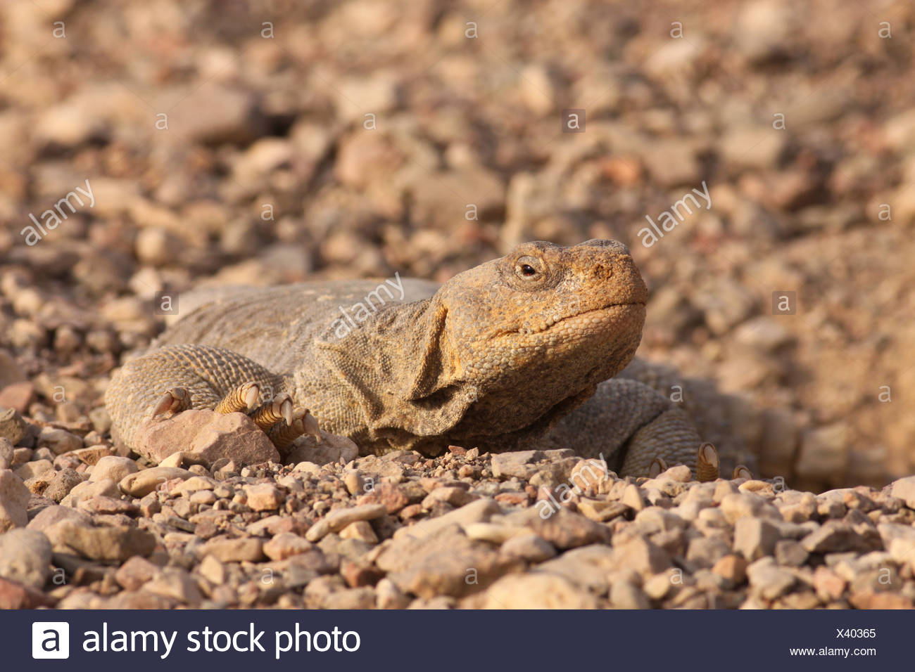 Uromastyx Aegyptius High Resolution Stock Photography and Images - Alamy