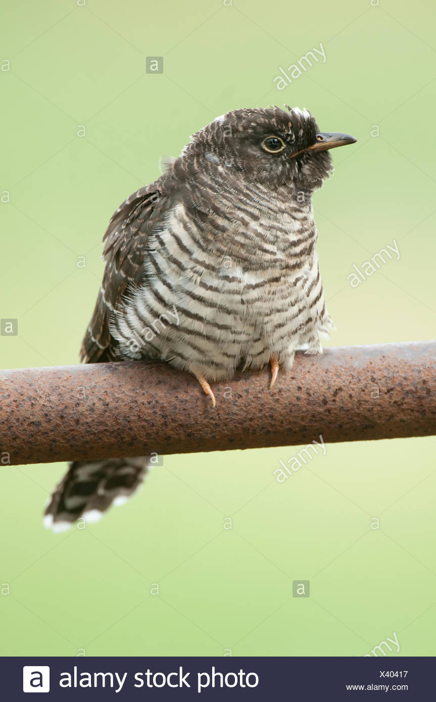 Young Cuckoo Stock Photos & Young Cuckoo Stock Images - Alamy