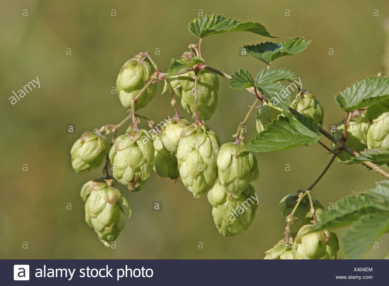 Twiners Plant High Resolution Stock Photography and Images - Alamy