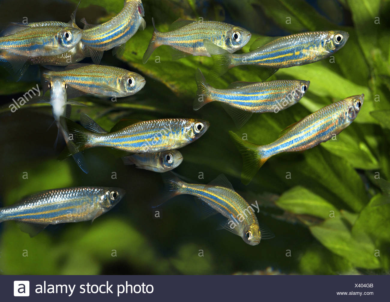 Danio High Resolution Stock Photography and Images - Alamy