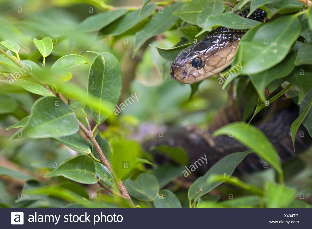 Indo Chinese Rat Snake High Resolution Stock Photography and Images - Alamy