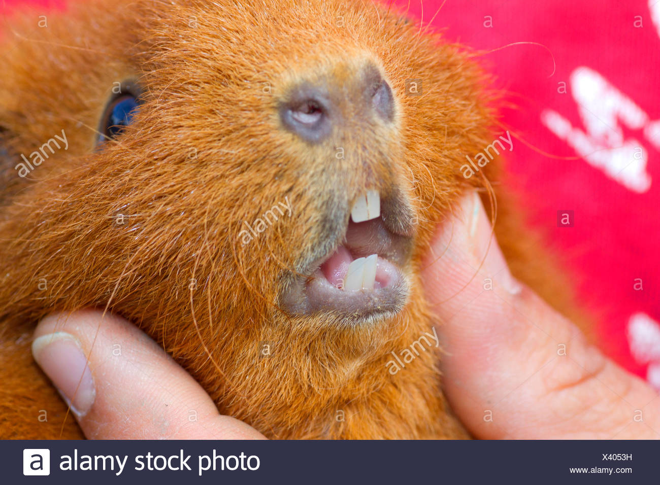 Domestic Guinea Pig High Resolution Stock Photography and Images - Alamy
