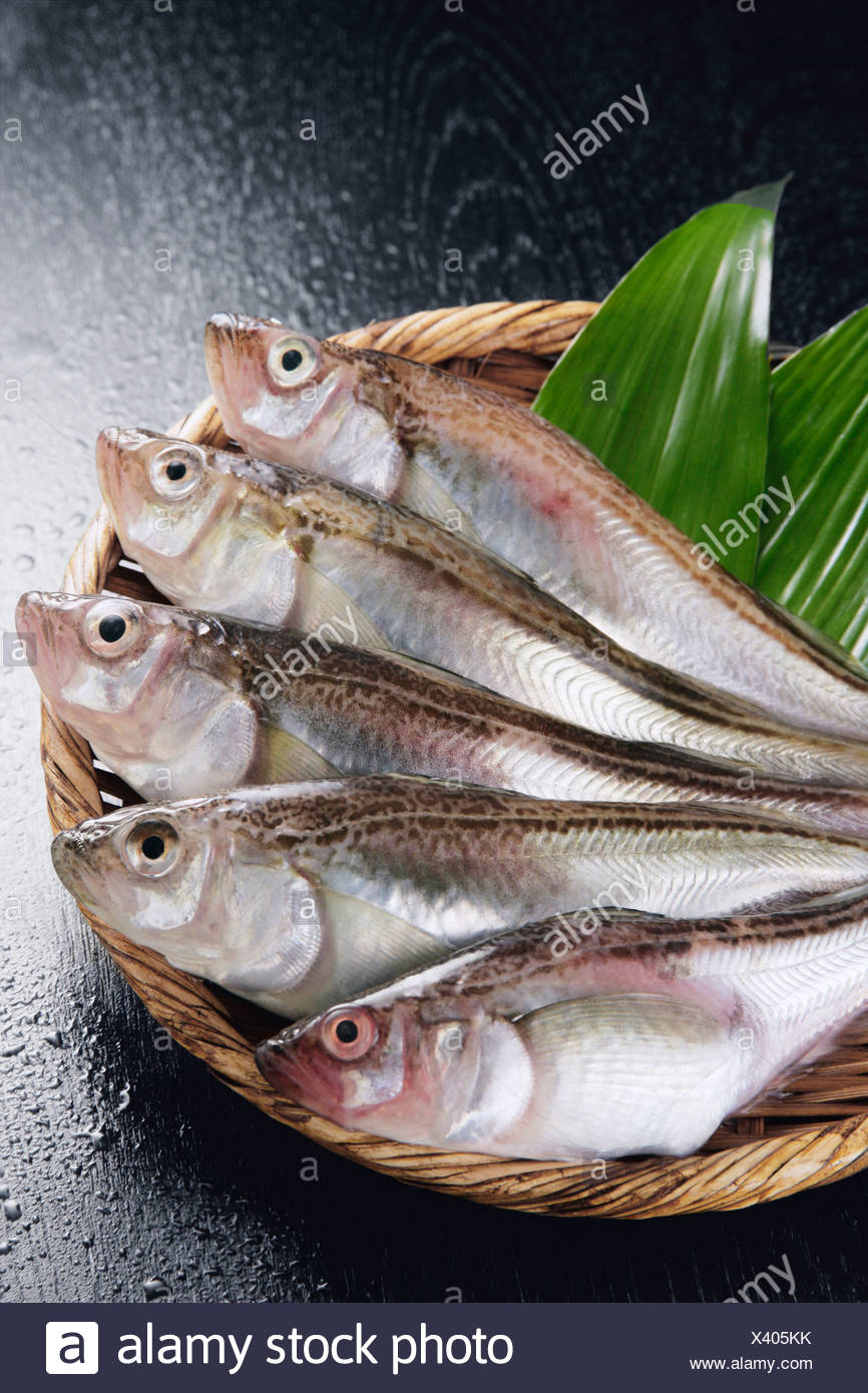 Sandfish High Resolution Stock Photography and Images - Alamy