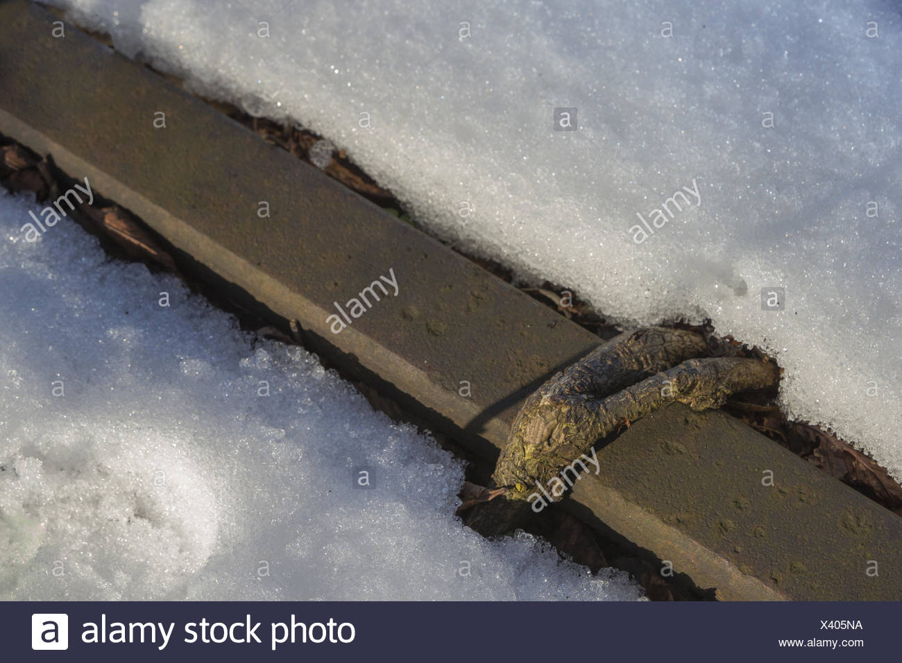 Brace Roots High Resolution Stock Photography and Images - Alamy