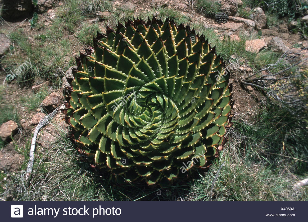Aloe Polyphylla High Resolution Stock Photography and Images - Alamy