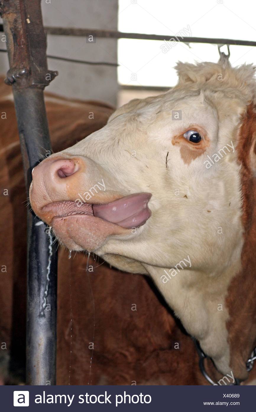 Speckled Cow High Resolution Stock Photography and Images - Alamy