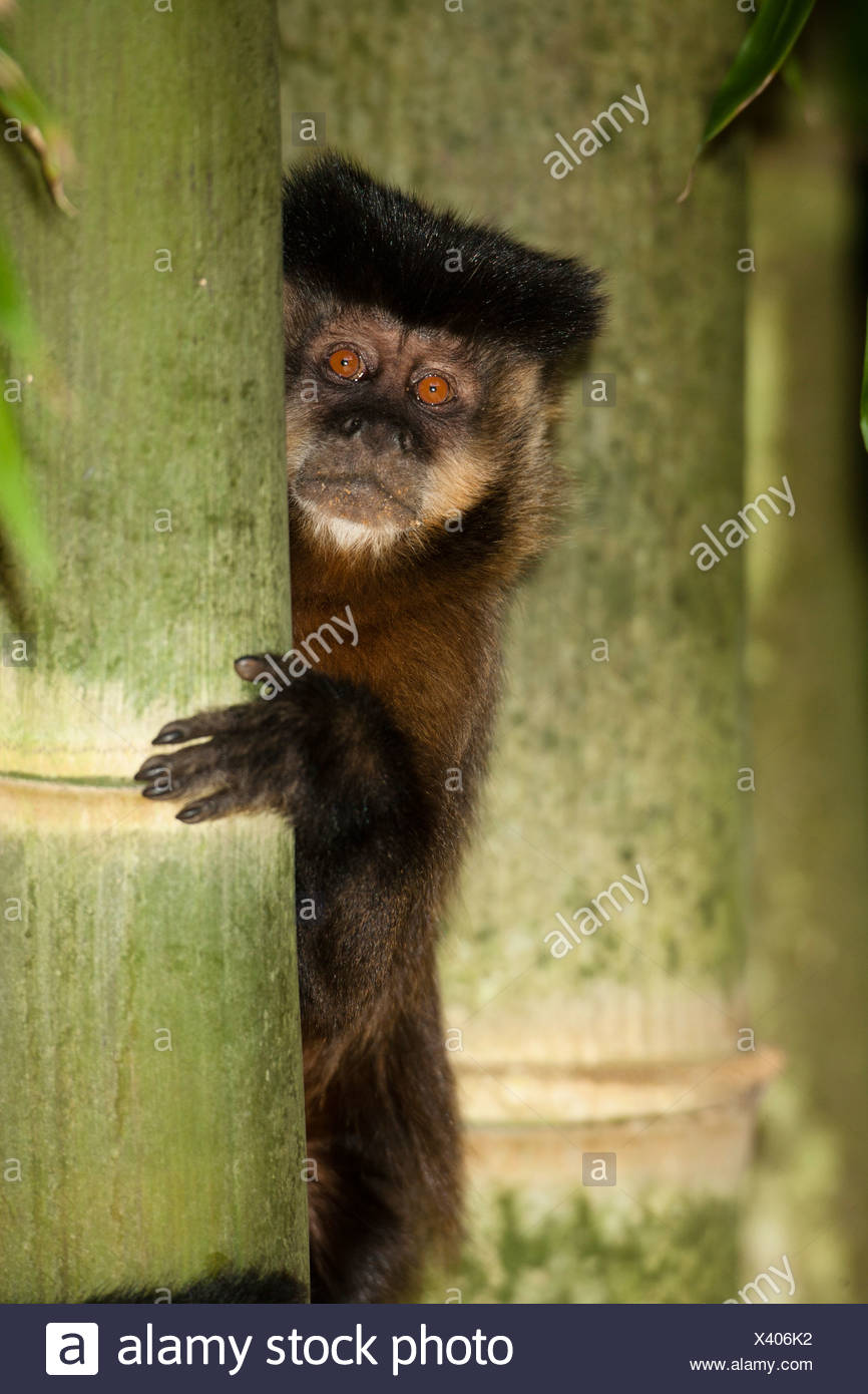 How To Climb A Tree High Resolution Stock Photography and Images - Alamy