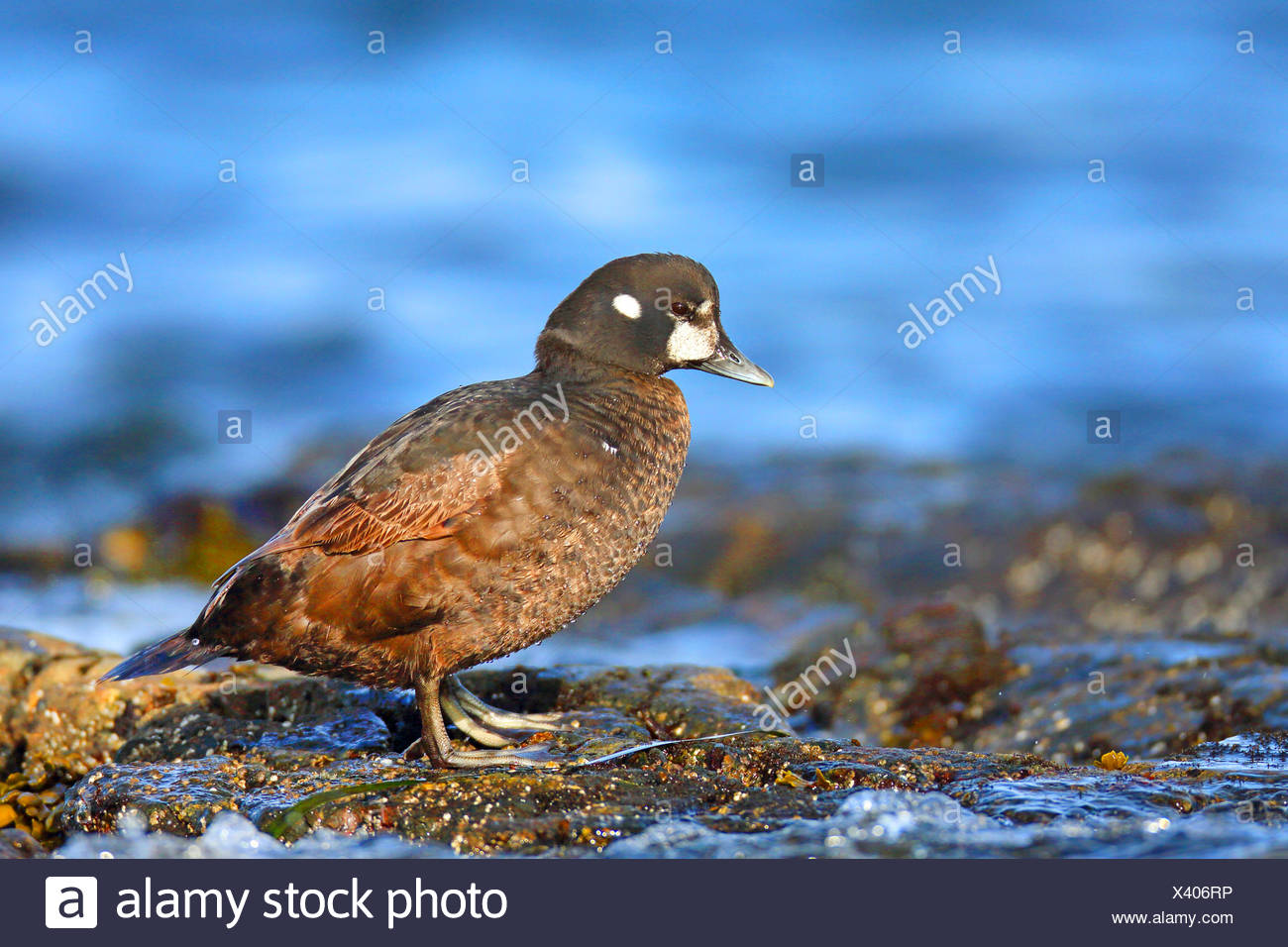 Harlequin Ducks High Resolution Stock Photography and Images - Alamy