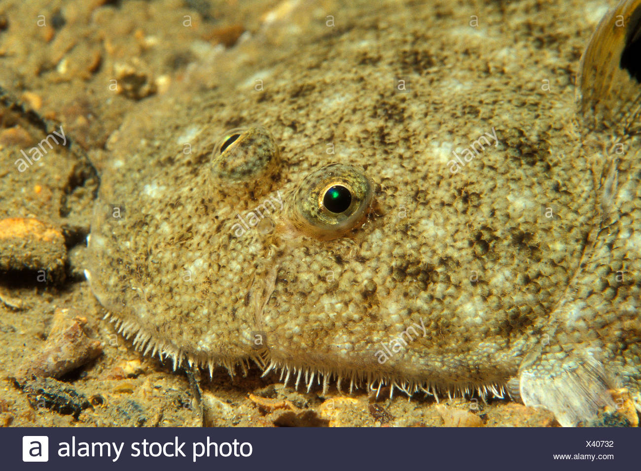 Common Sole (solea Solea) Stock Photos & Common Sole (solea Solea ...
