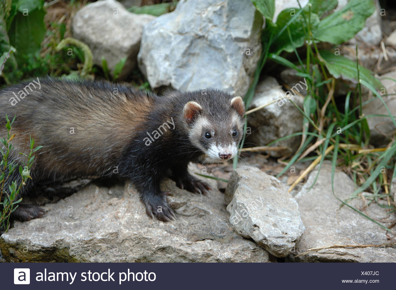 Polecats High Resolution Stock Photography and Images - Alamy