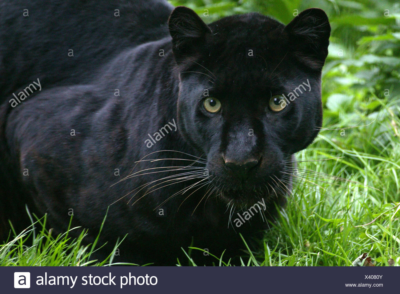 Black Panther Panthera Pardus Portrait High Resolution Stock ...