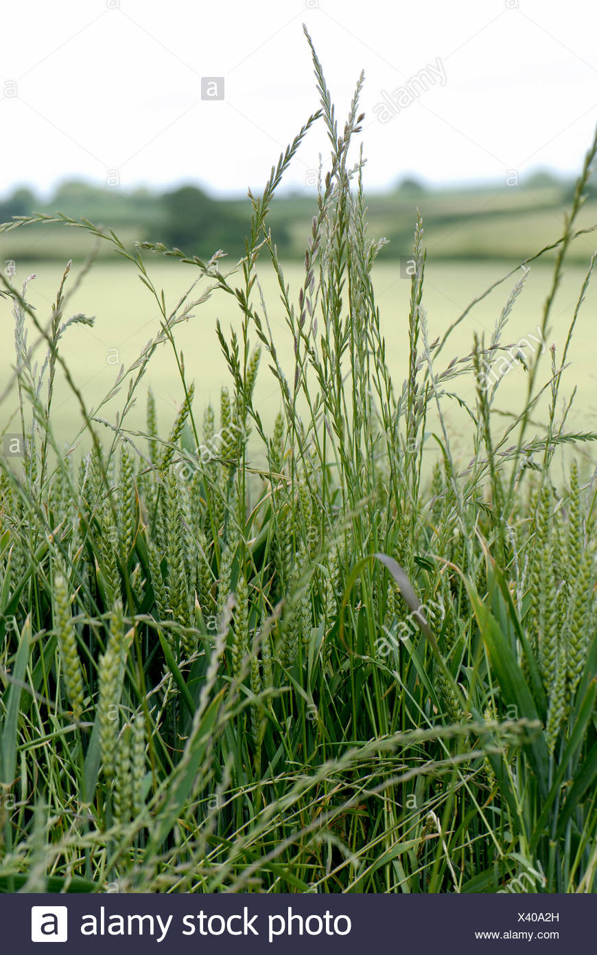 Perennial Ryegrass High Resolution Stock Photography and Images - Alamy