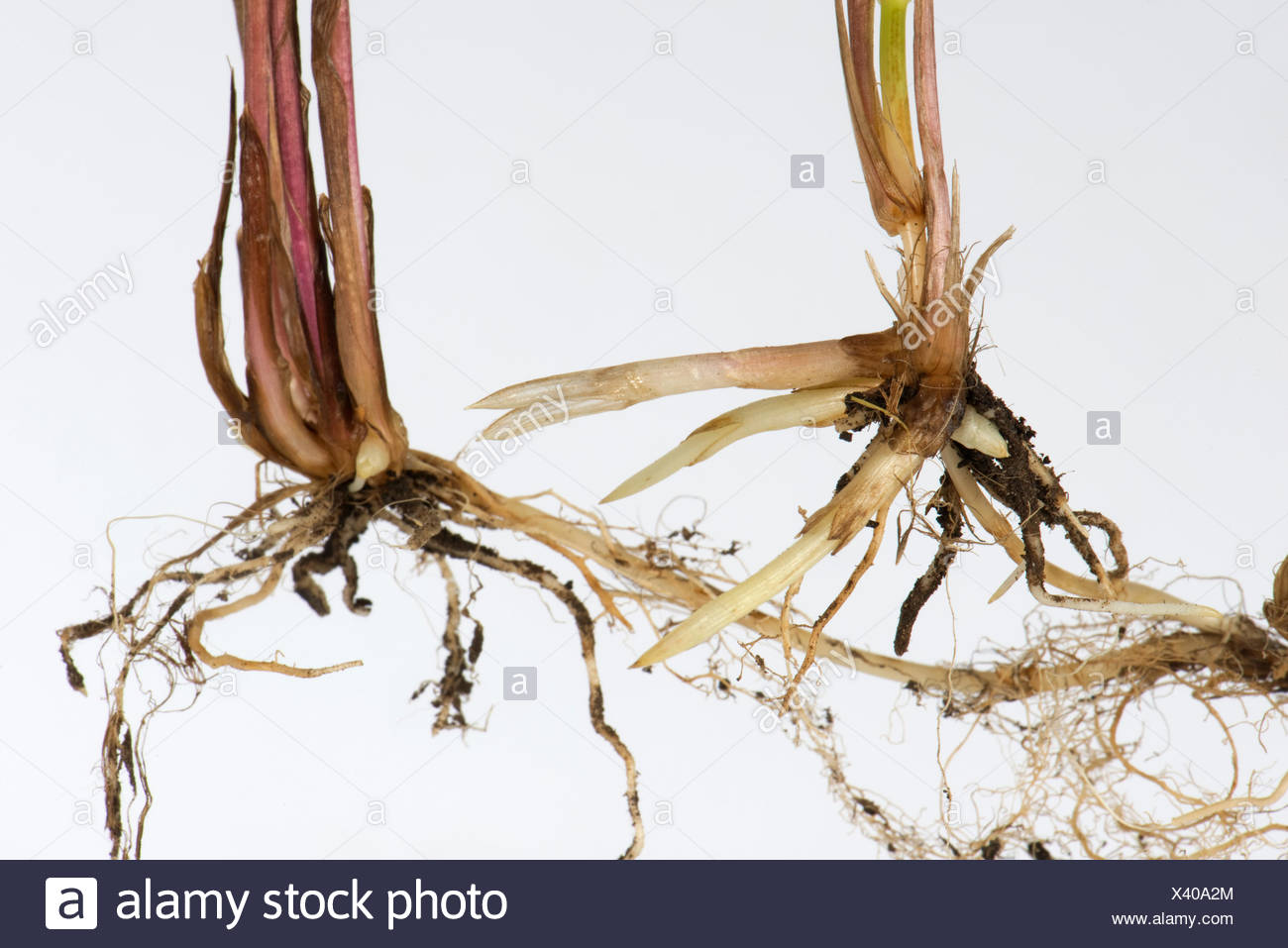 Creeping Rhizomes Stock Photos & Creeping Rhizomes Stock Images - Alamy