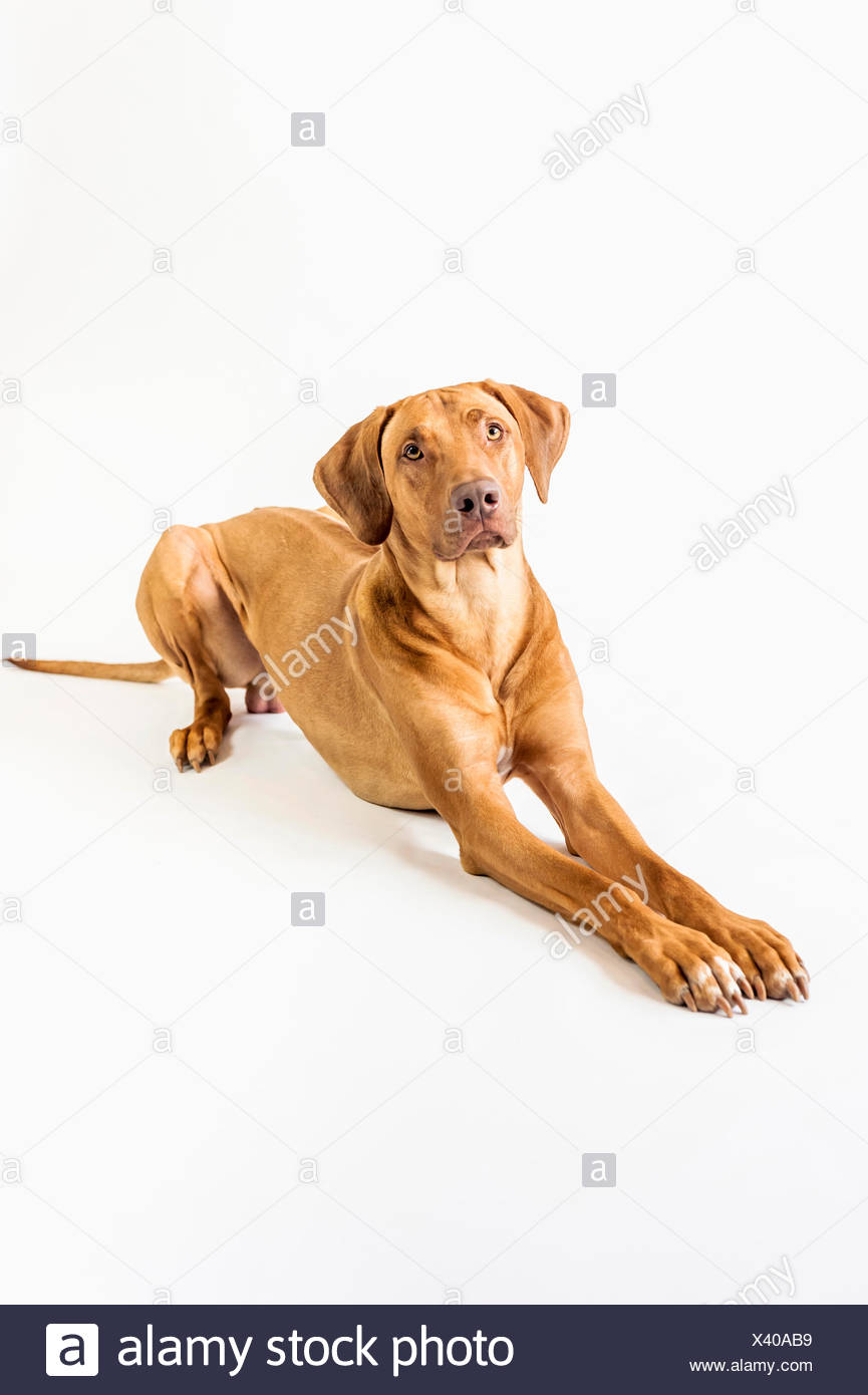 Rhodesian Front High Resolution Stock Photography and Images - Alamy