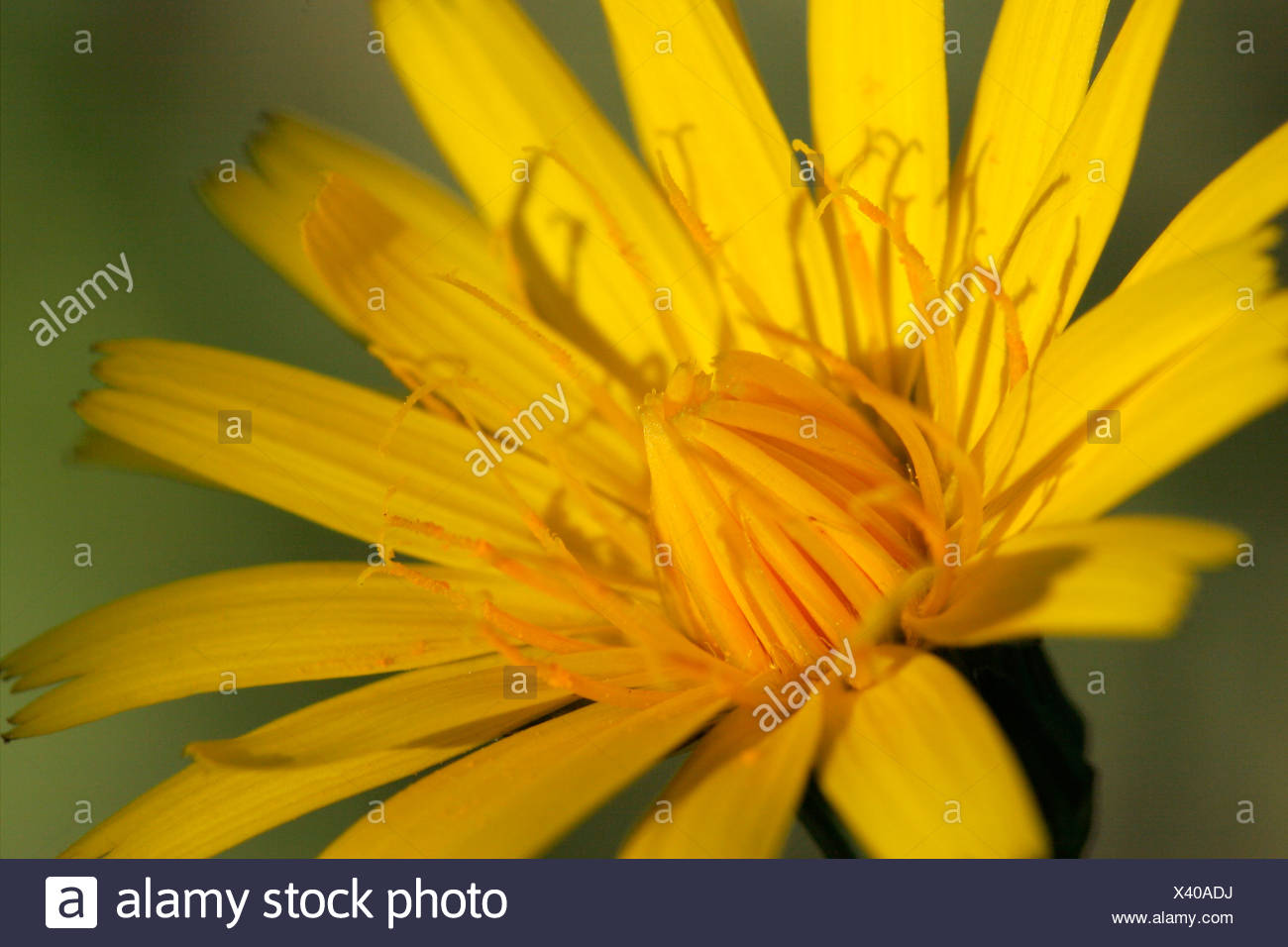 Hawkbit High Resolution Stock Photography and Images - Alamy