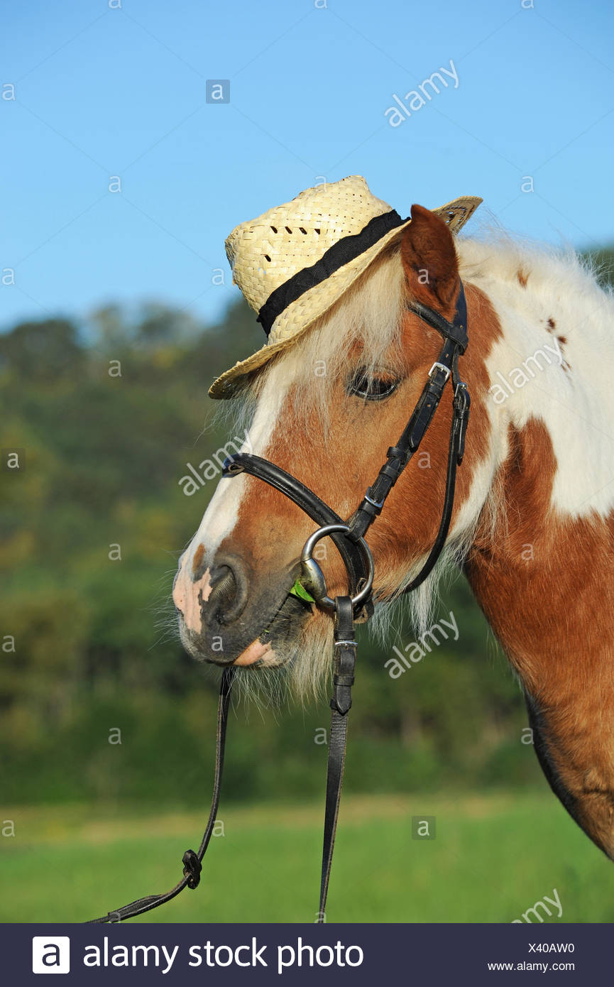 Icelandic Horse Cross High Resolution Stock Photography and Images - Alamy