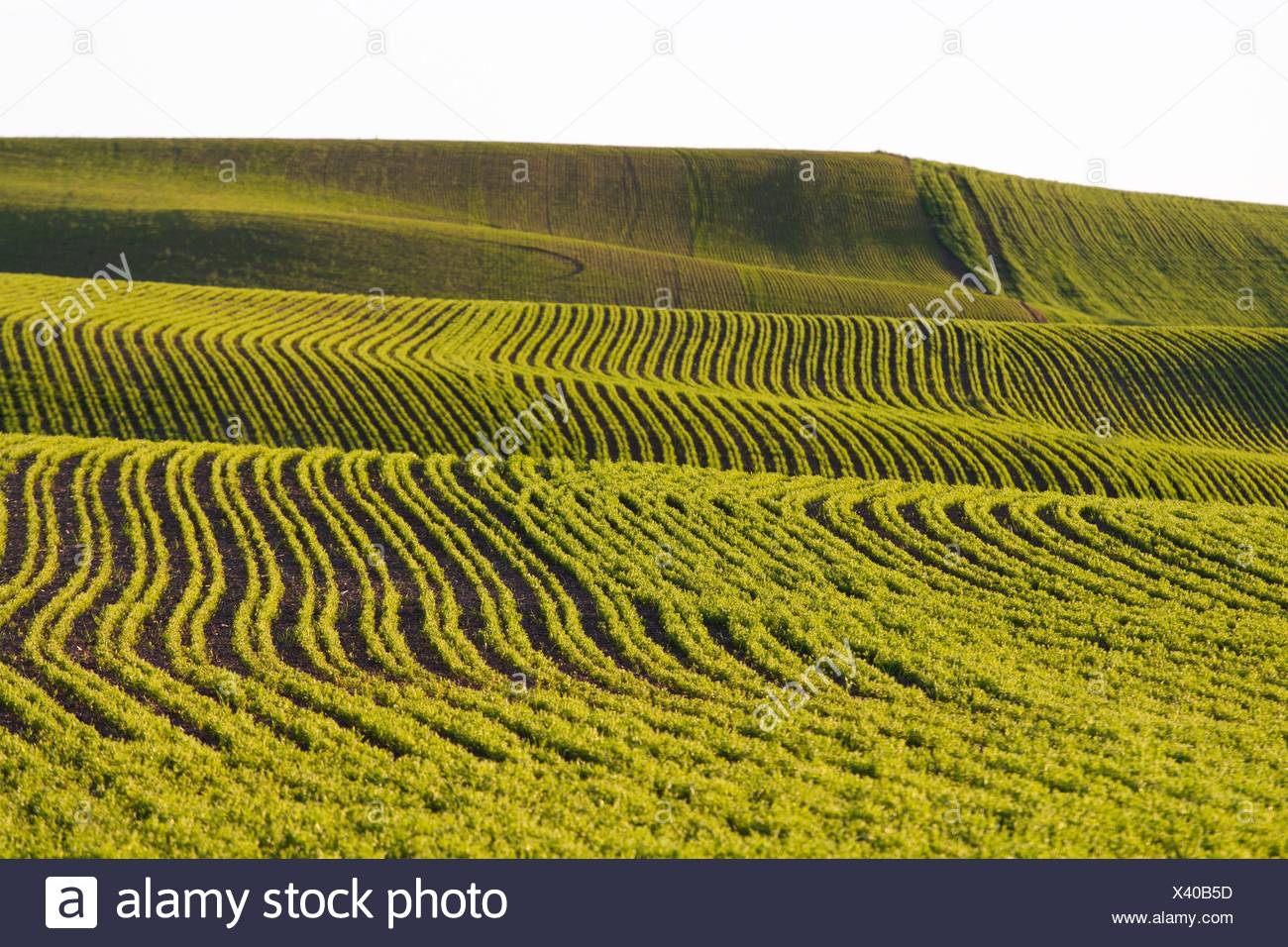 Lentil Field High Resolution Stock Photography and Images - Alamy