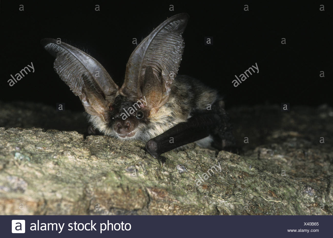 Grey Long Eared Bat High Resolution Stock Photography and Images - Alamy