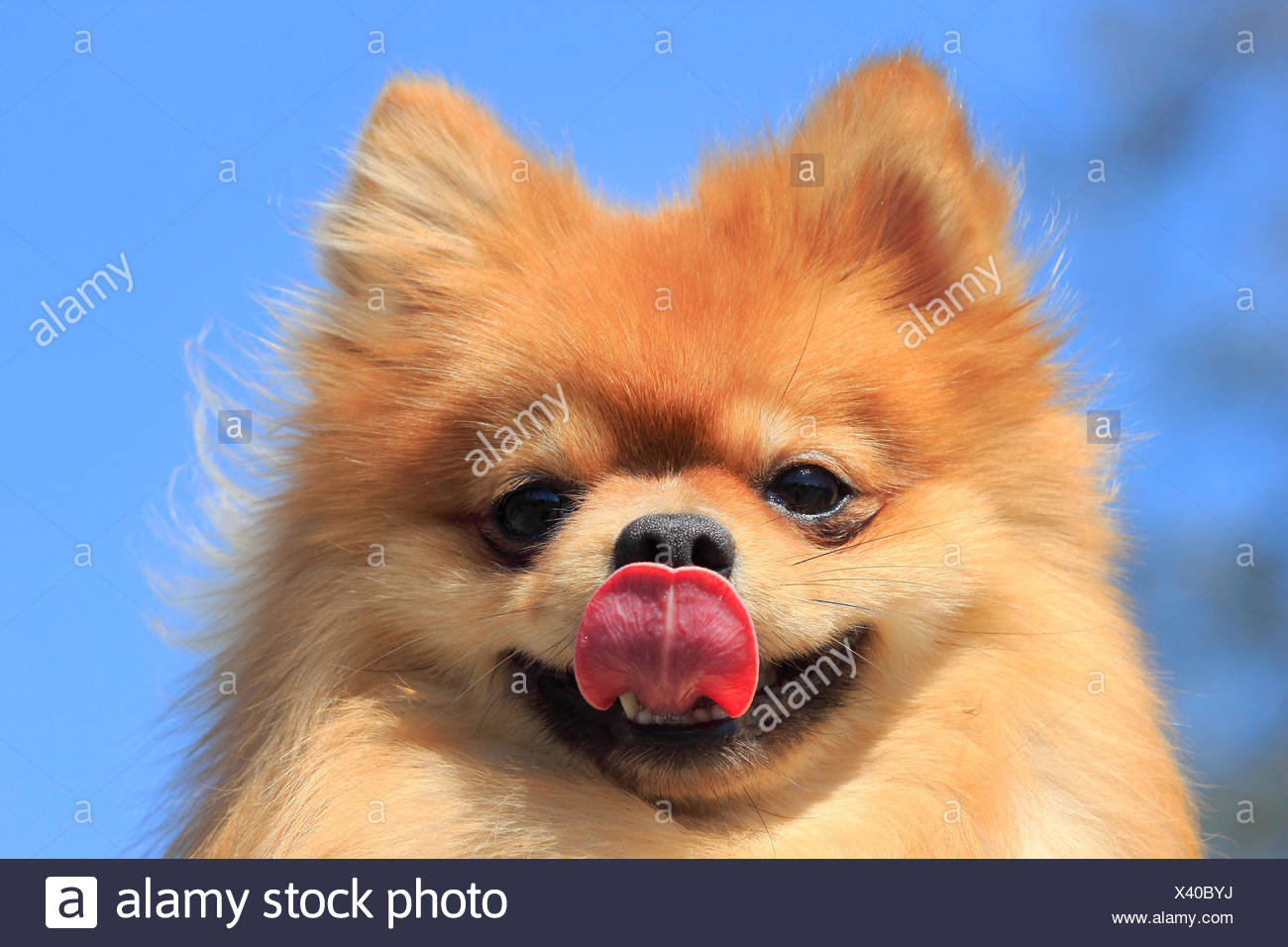 Zwergspitz Stock Photos & Zwergspitz Stock Images - Alamy