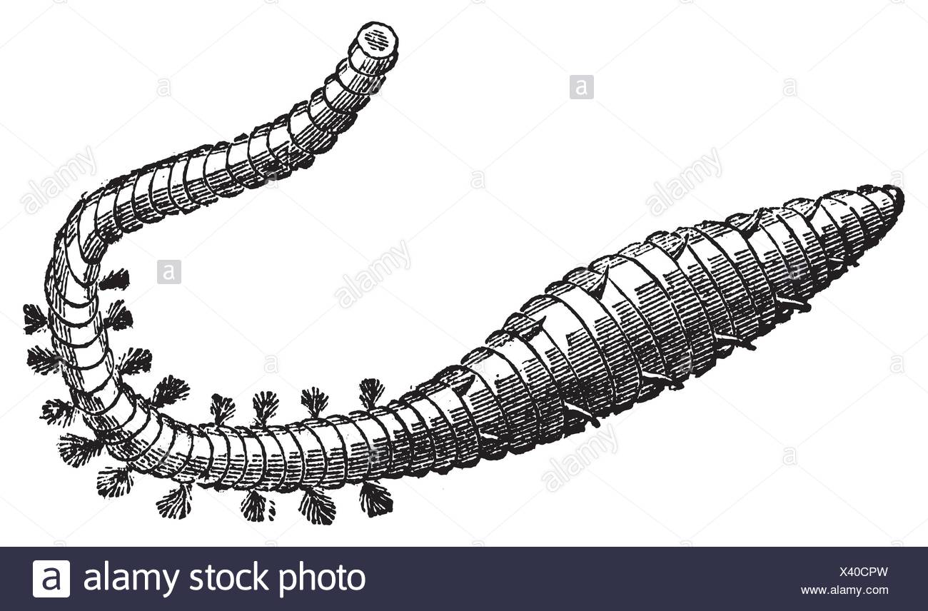 Sand Worm Illustration High Resolution Stock Photography and Images - Alamy
