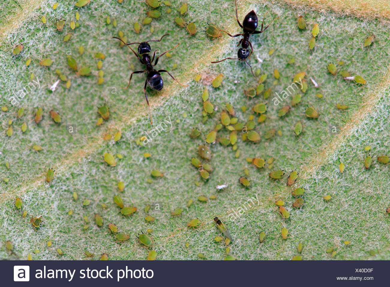 Sap Feeding Insects High Resolution Stock Photography and Images - Alamy