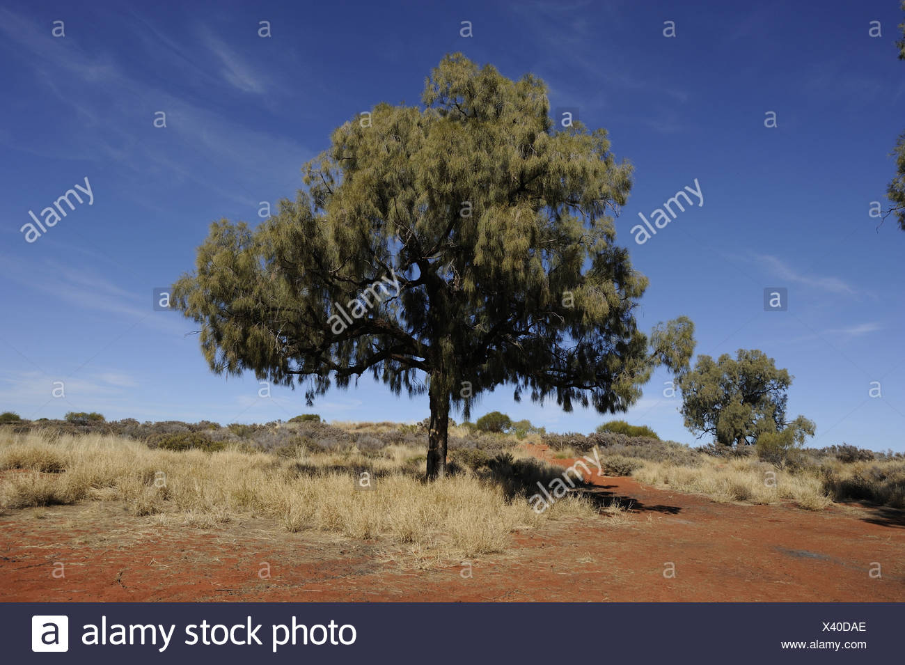 Desert Oak Allocasuarina Decaisneana Stock Photos & Desert Oak ...