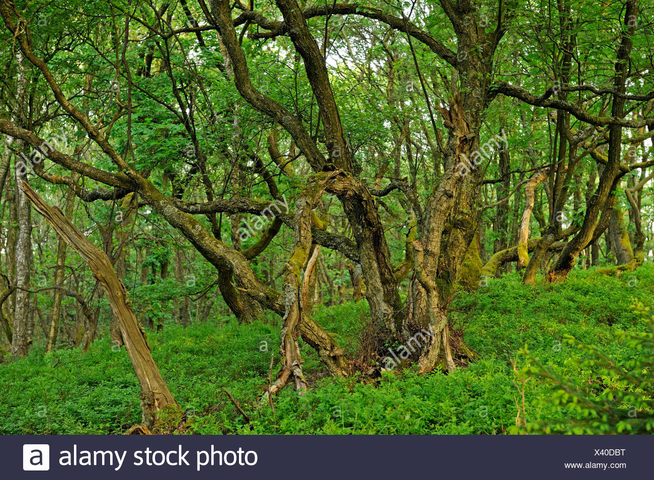 Coppice Tree High Resolution Stock Photography and Images - Alamy