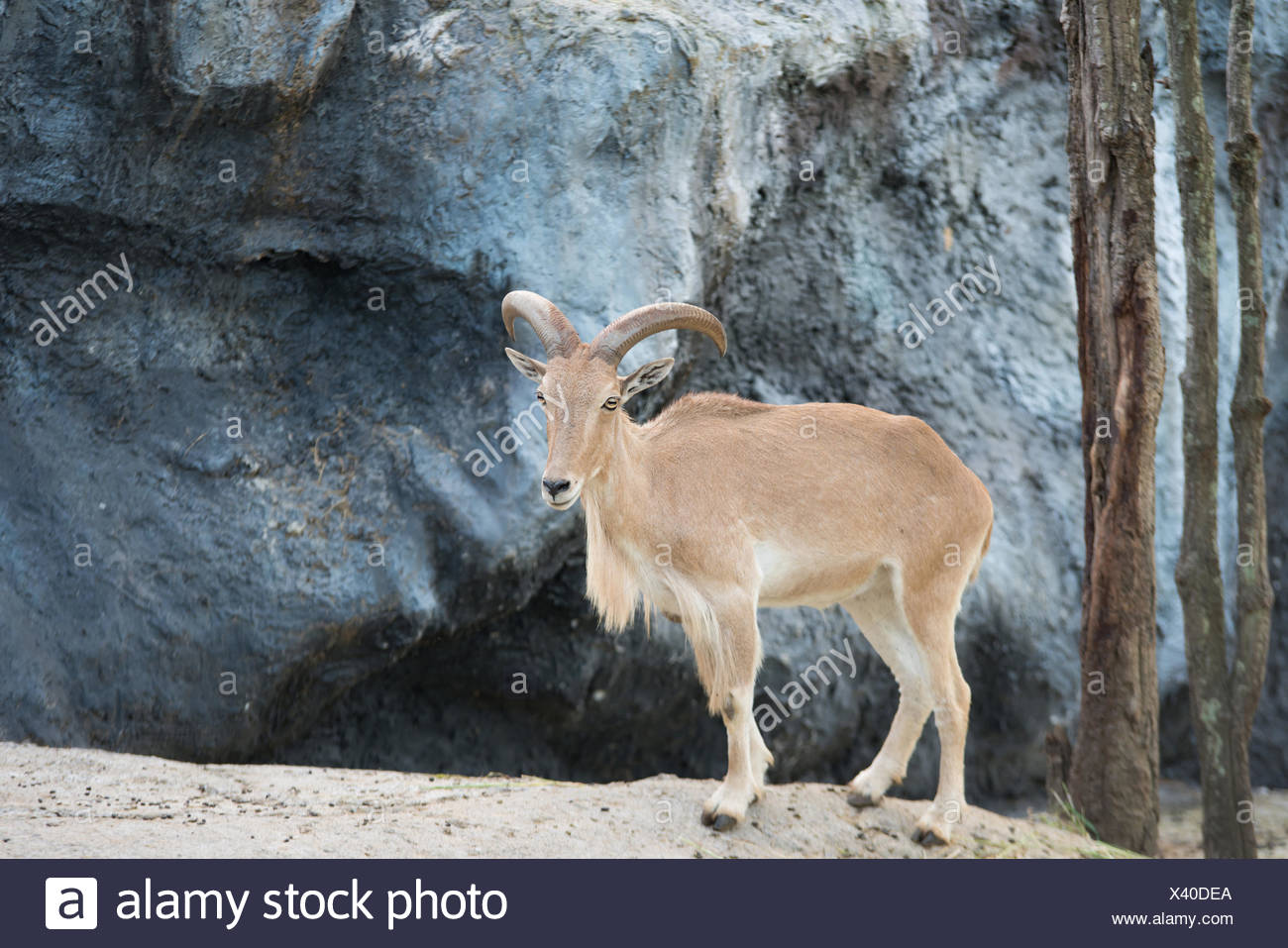 Female Barbary Sheep Ammotragus Lervia High Resolution Stock ...