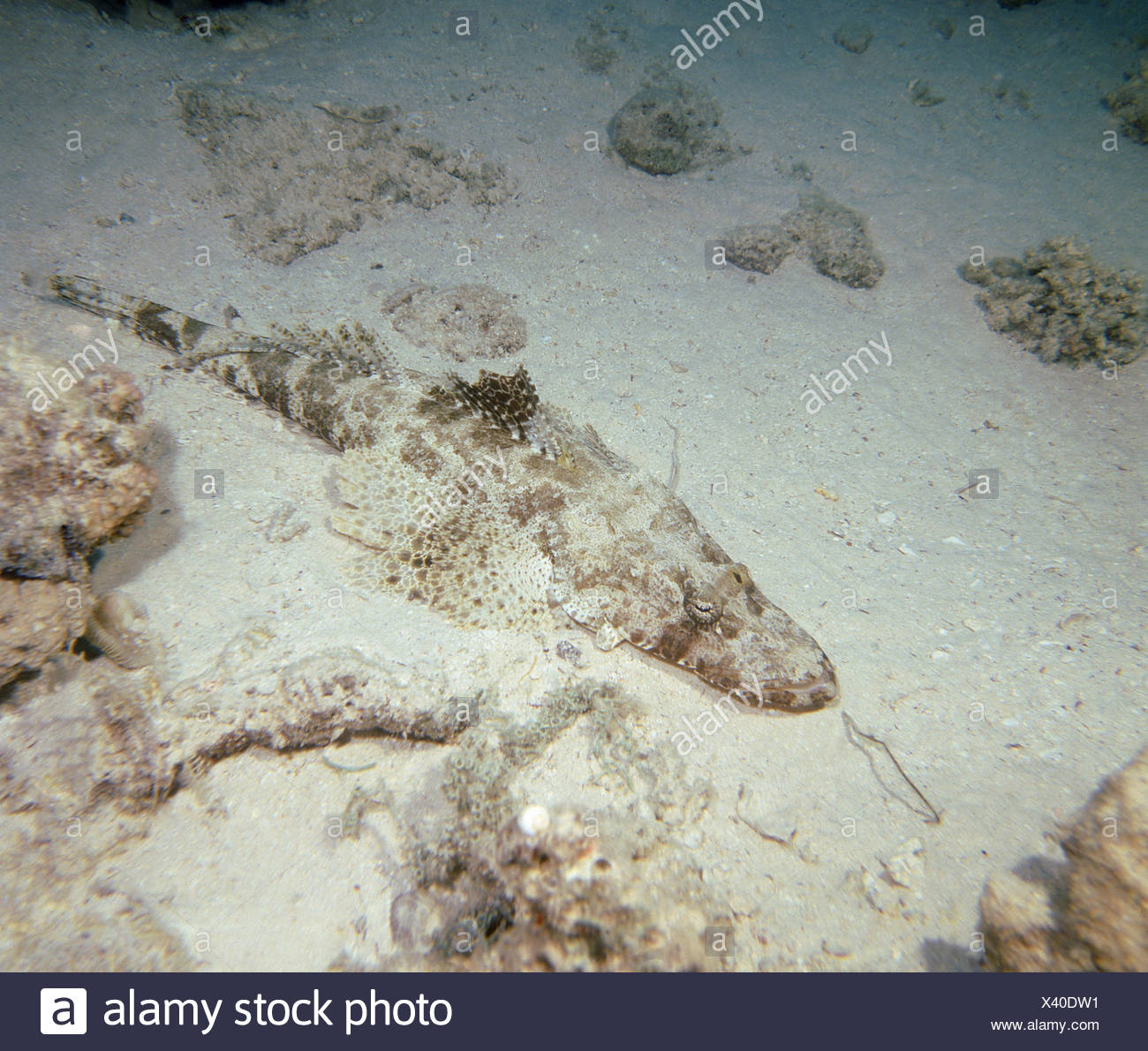 Grubfishes High Resolution Stock Photography and Images - Alamy