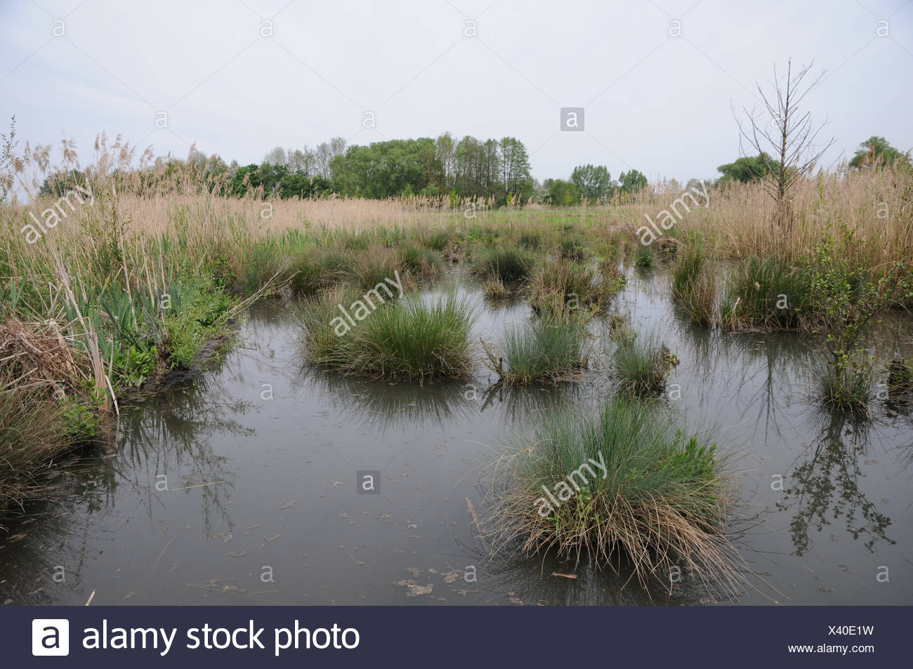 Common Rush Stock Photos & Common Rush Stock Images - Alamy