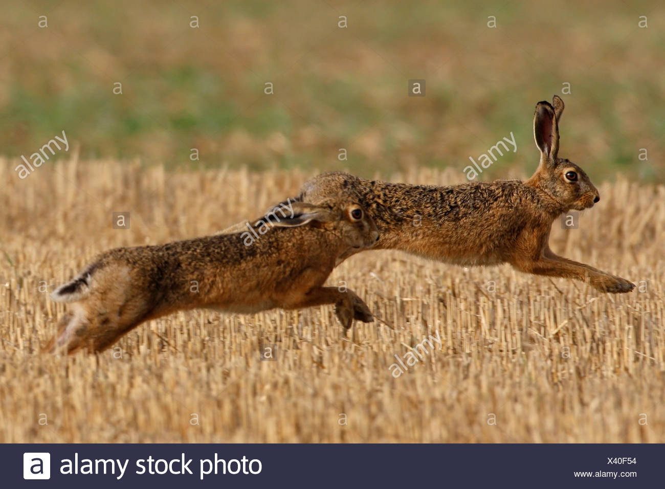 Flieht Stock Photos & Flieht Stock Images - Alamy