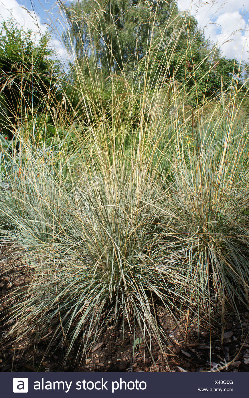 Avena Sempervirens High Resolution Stock Photography and Images - Alamy