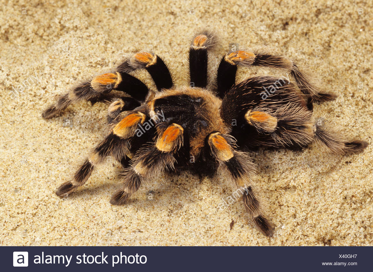 Mexican Spider High Resolution Stock Photography and Images - Alamy