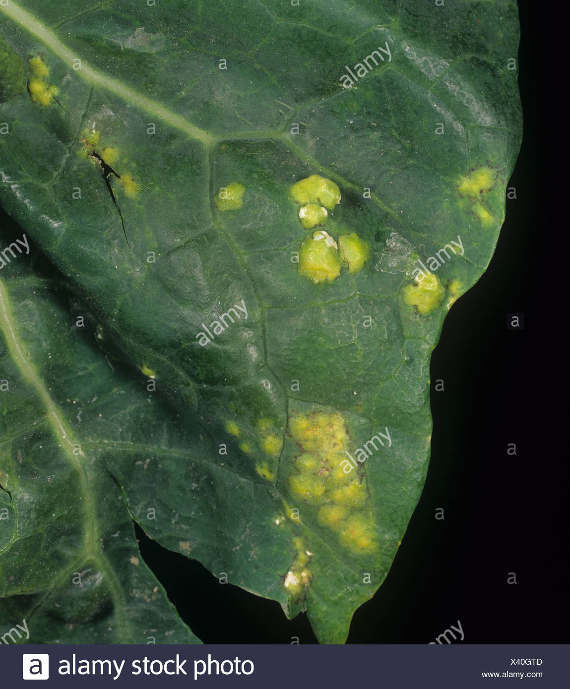 Albugo High Resolution Stock Photography and Images - Alamy