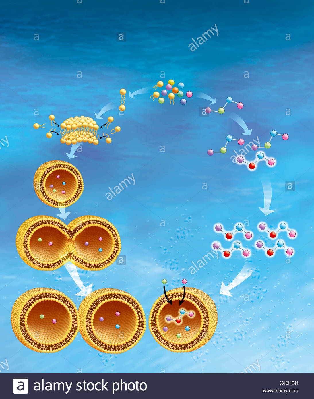 Phospholipid Membrane High Resolution Stock Photography and Images - Alamy