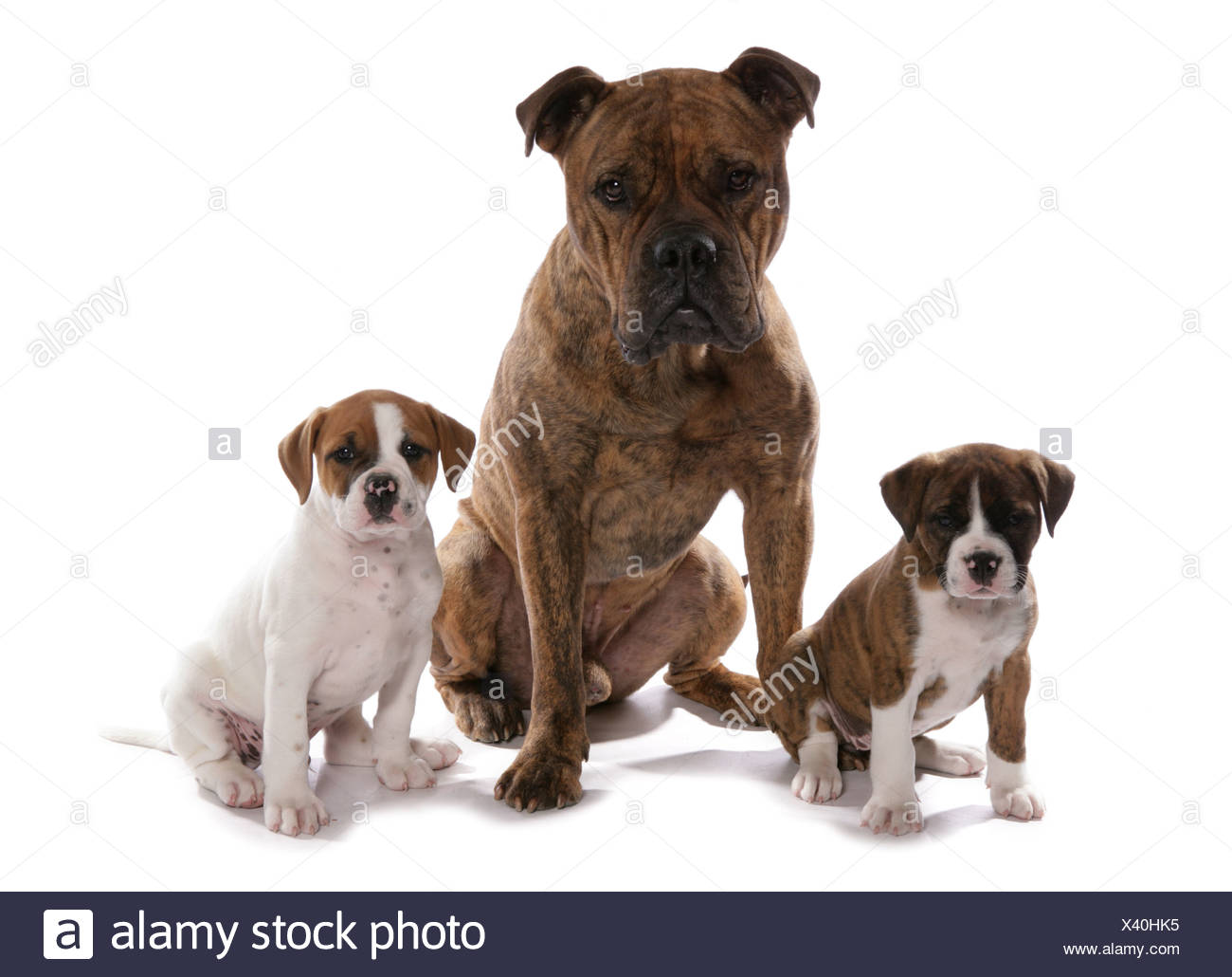 Victorian Bulldog High Resolution Stock Photography and Images - Alamy