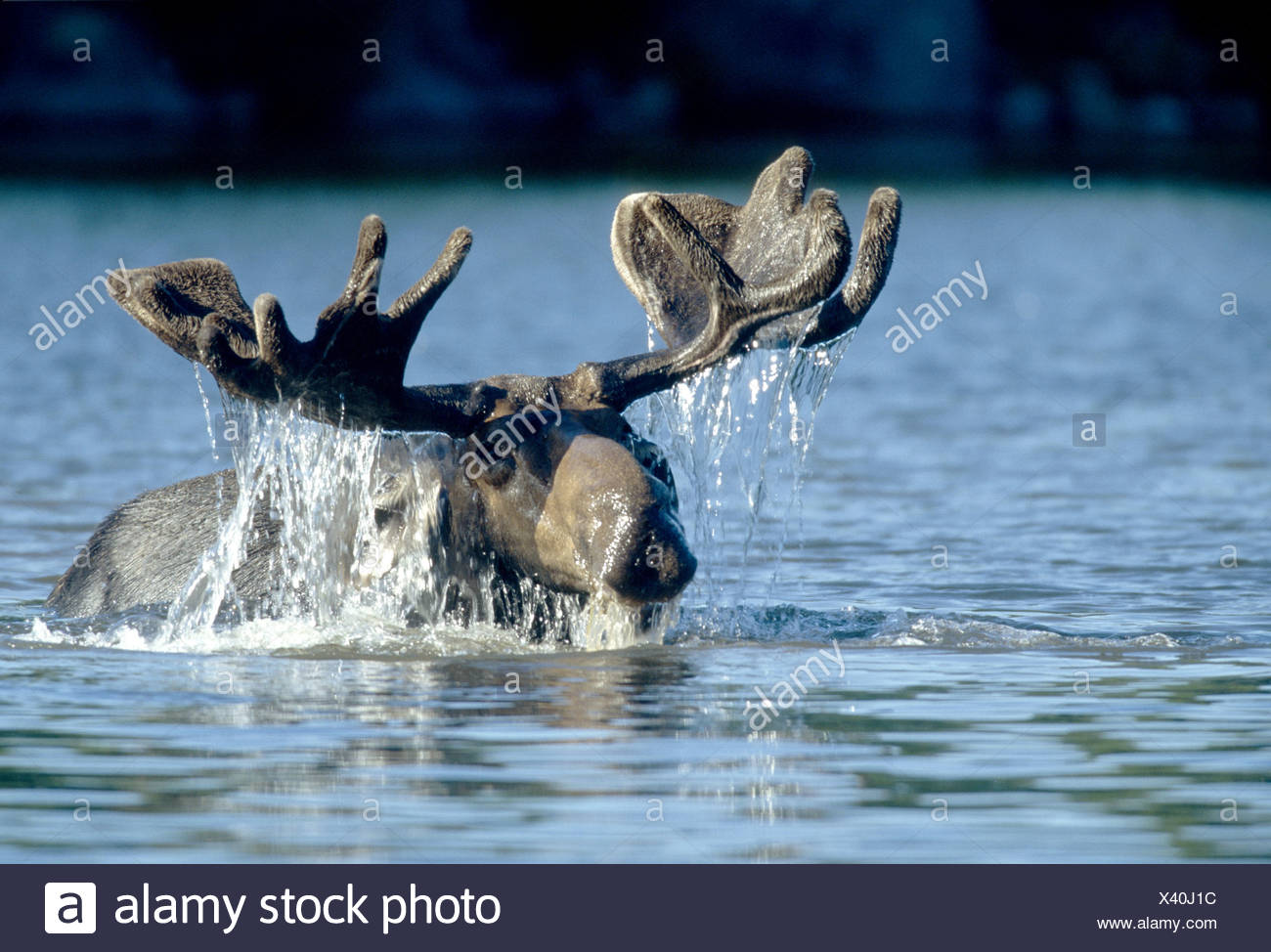 Bull Moose Feeding Aquatic Plants High Resolution Stock Photography and ...