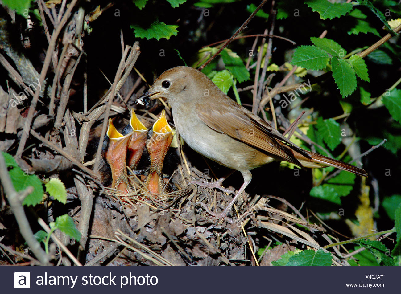 Nightingale Family Stock Photos & Nightingale Family Stock Images - Alamy