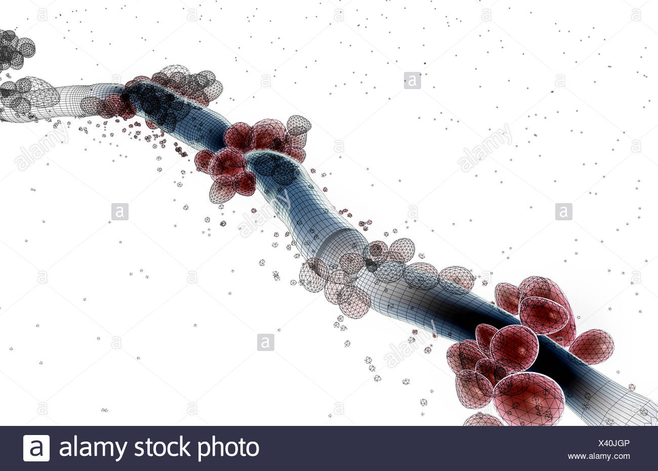 Fungus Candida Albicans High Resolution Stock Photography and Images ...