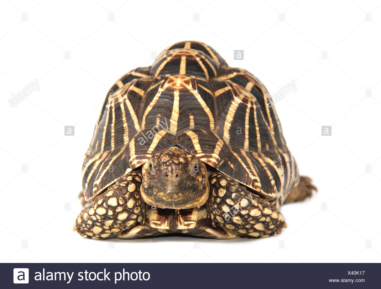 Star Tortoise High Resolution Stock Photography and Images - Alamy