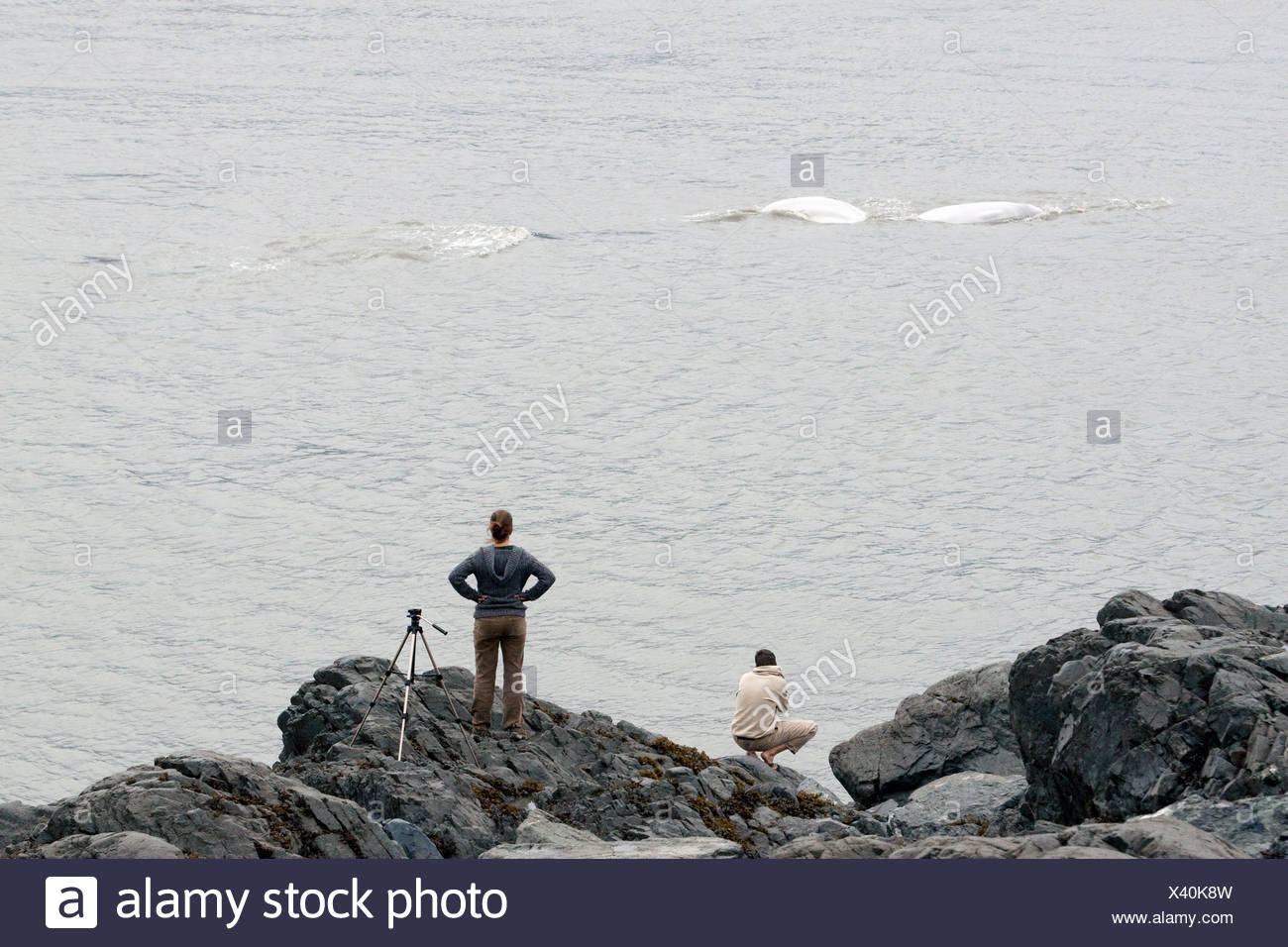 Beluga Point Turnagain Arm High Resolution Stock Photography and Images ...